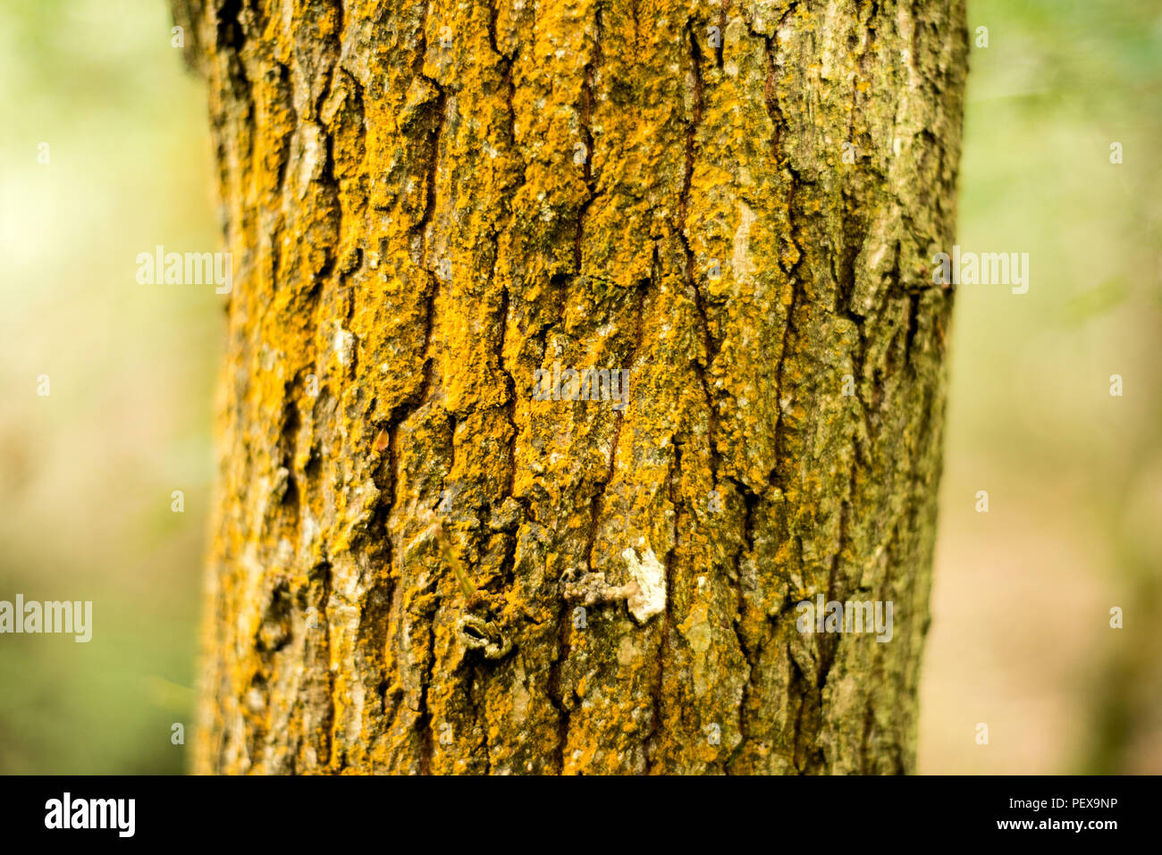 Textured tree trunk, Woodland, UK Stock Photo - Alamy
