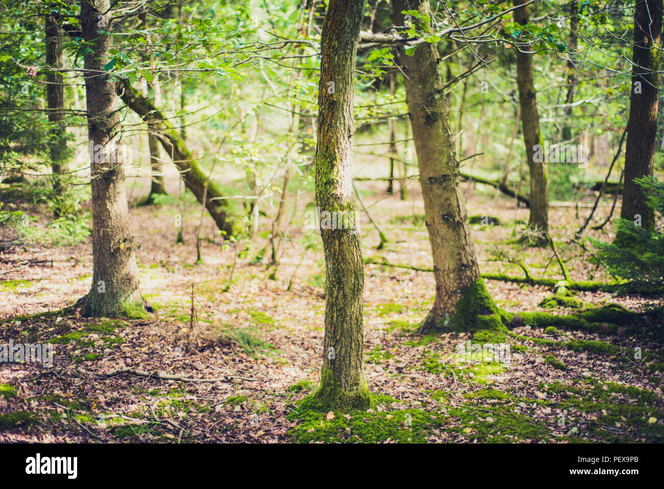 Landscape, Woodland, UK Stock Photo - Alamy