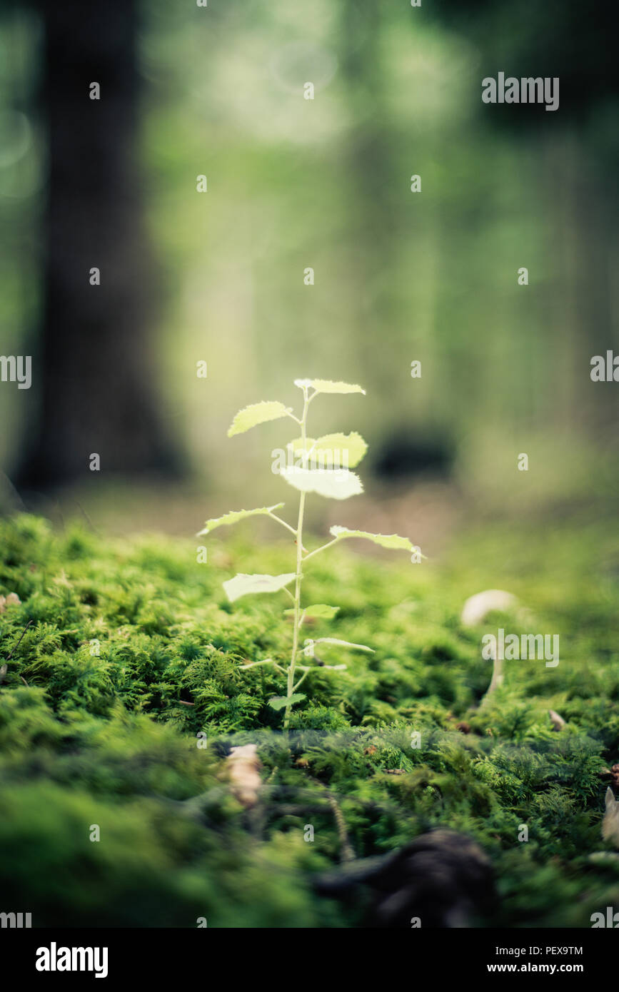New Growth In Woodland, UK Stock Photo - Alamy