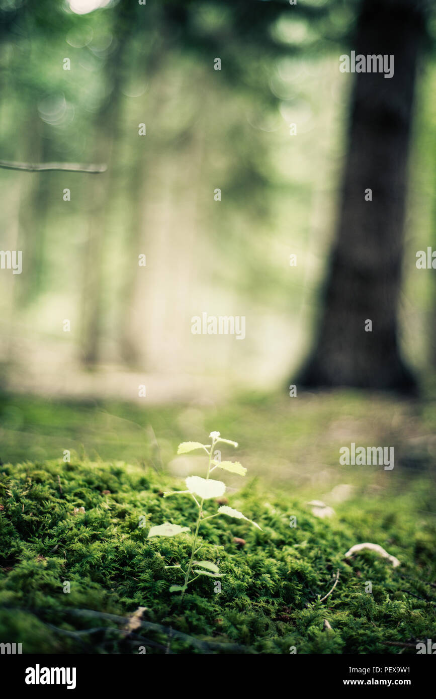 New Growth In Woodland, UK Stock Photo - Alamy