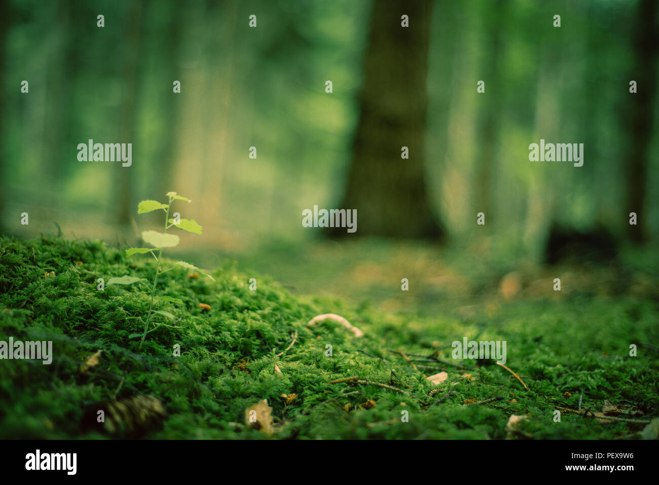 New Growth In Woodland, UK Stock Photo - Alamy