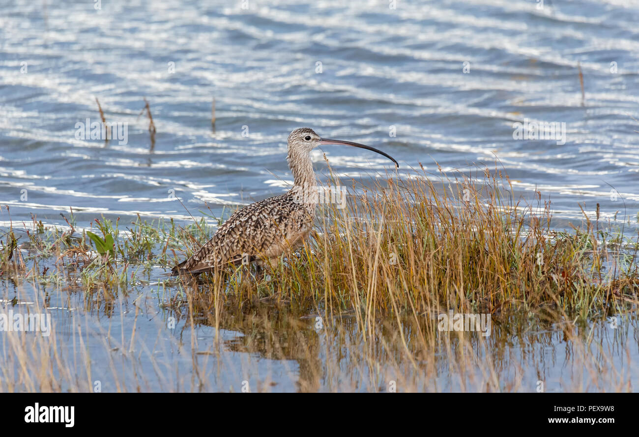 Curlew and animal hi-res stock photography and images - Alamy