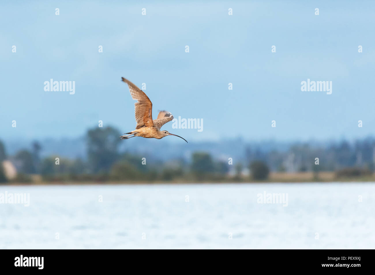Curlew flying hi-res stock photography and images - Alamy