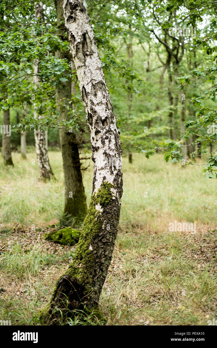 Textured silver birch tree trunk, Woodland, UK Stock Photo - Alamy