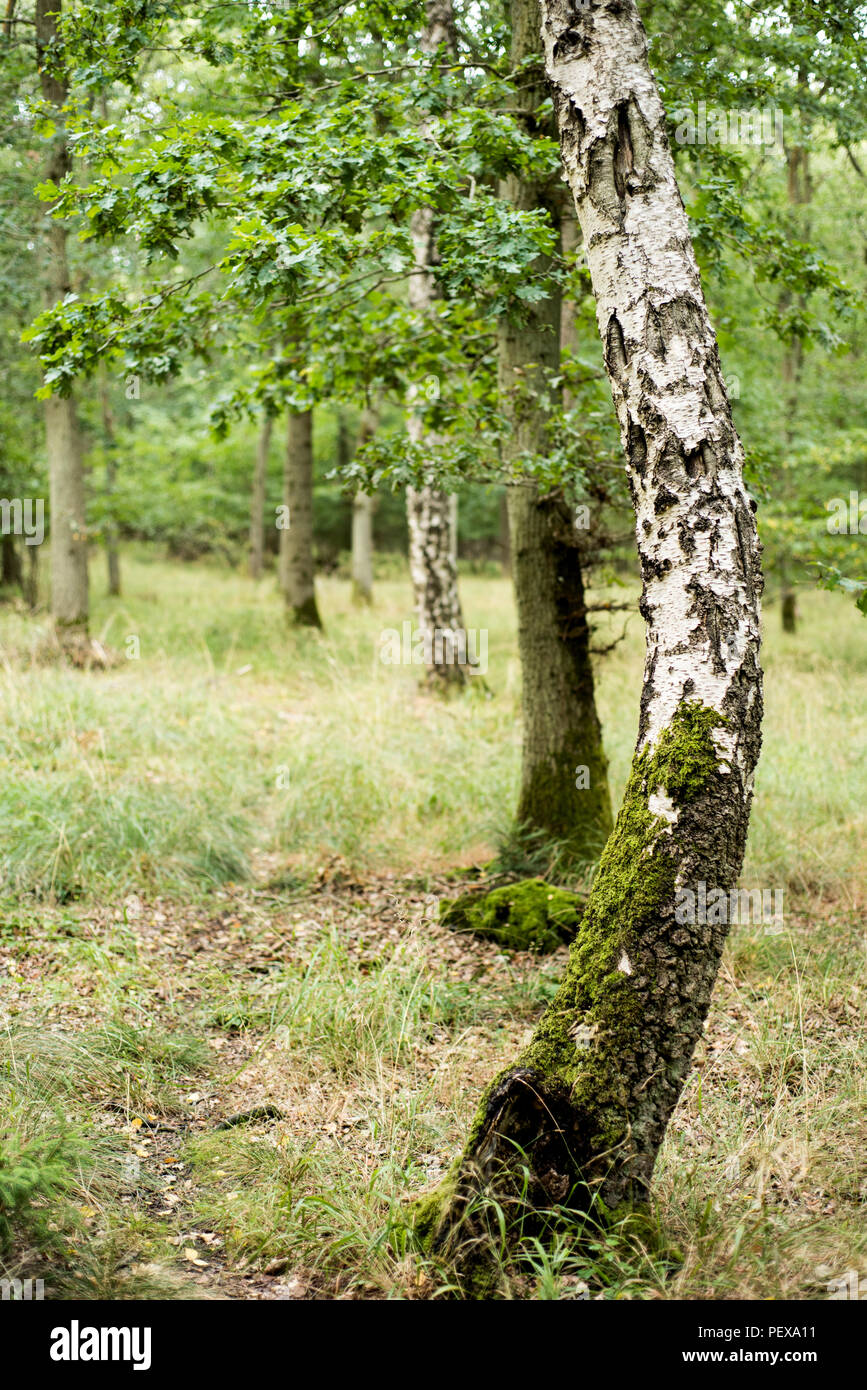 Silver birch seeds hi-res stock photography and images - Alamy