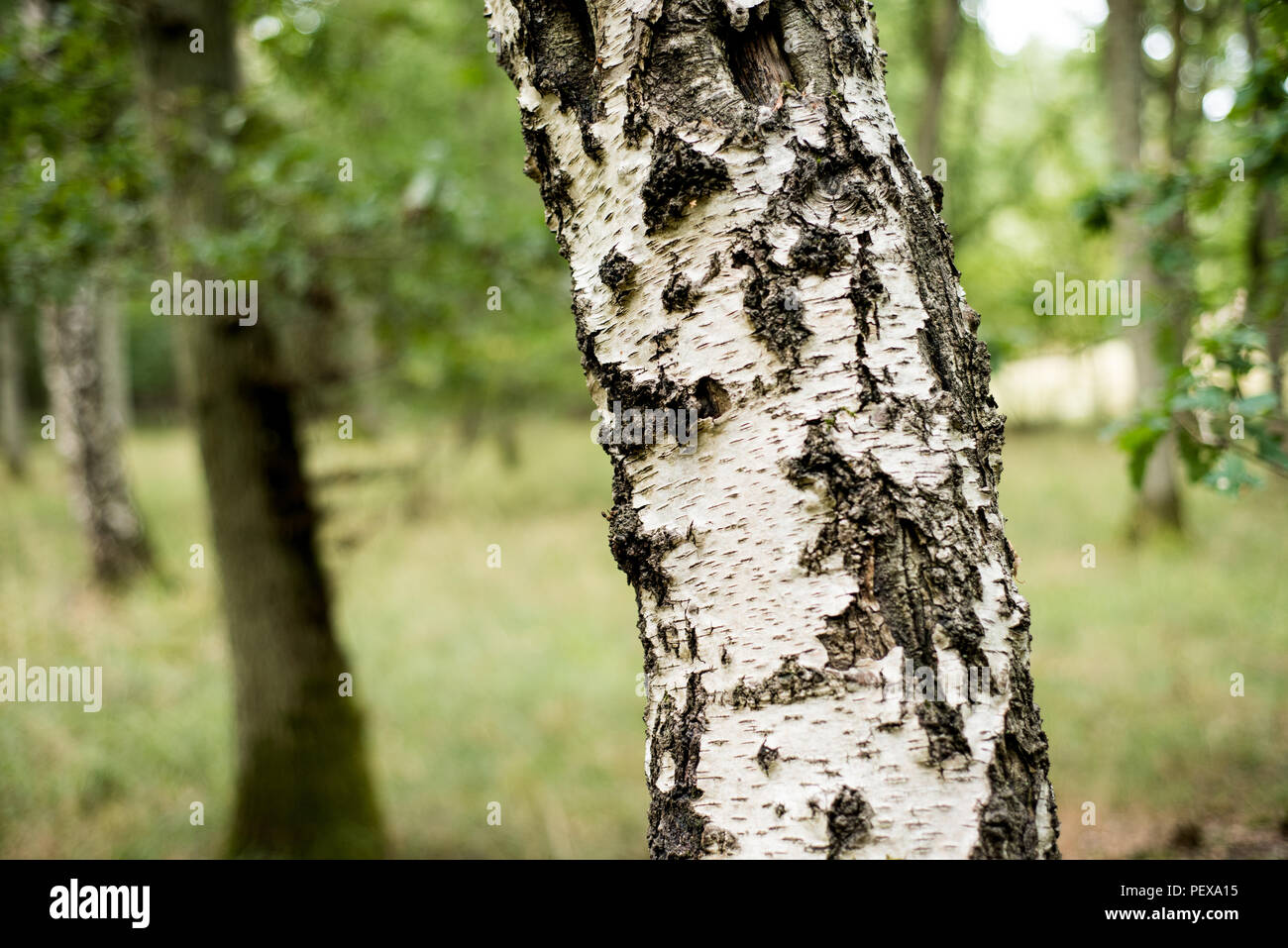 Textured silver birch tree trunk, Woodland, UK Stock Photo - Alamy