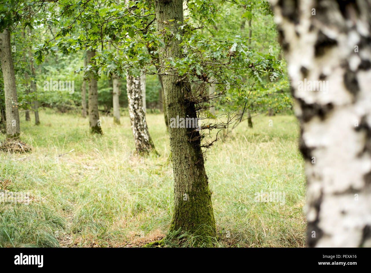 Textured silver birch tree trunk, Woodland, UK Stock Photo - Alamy
