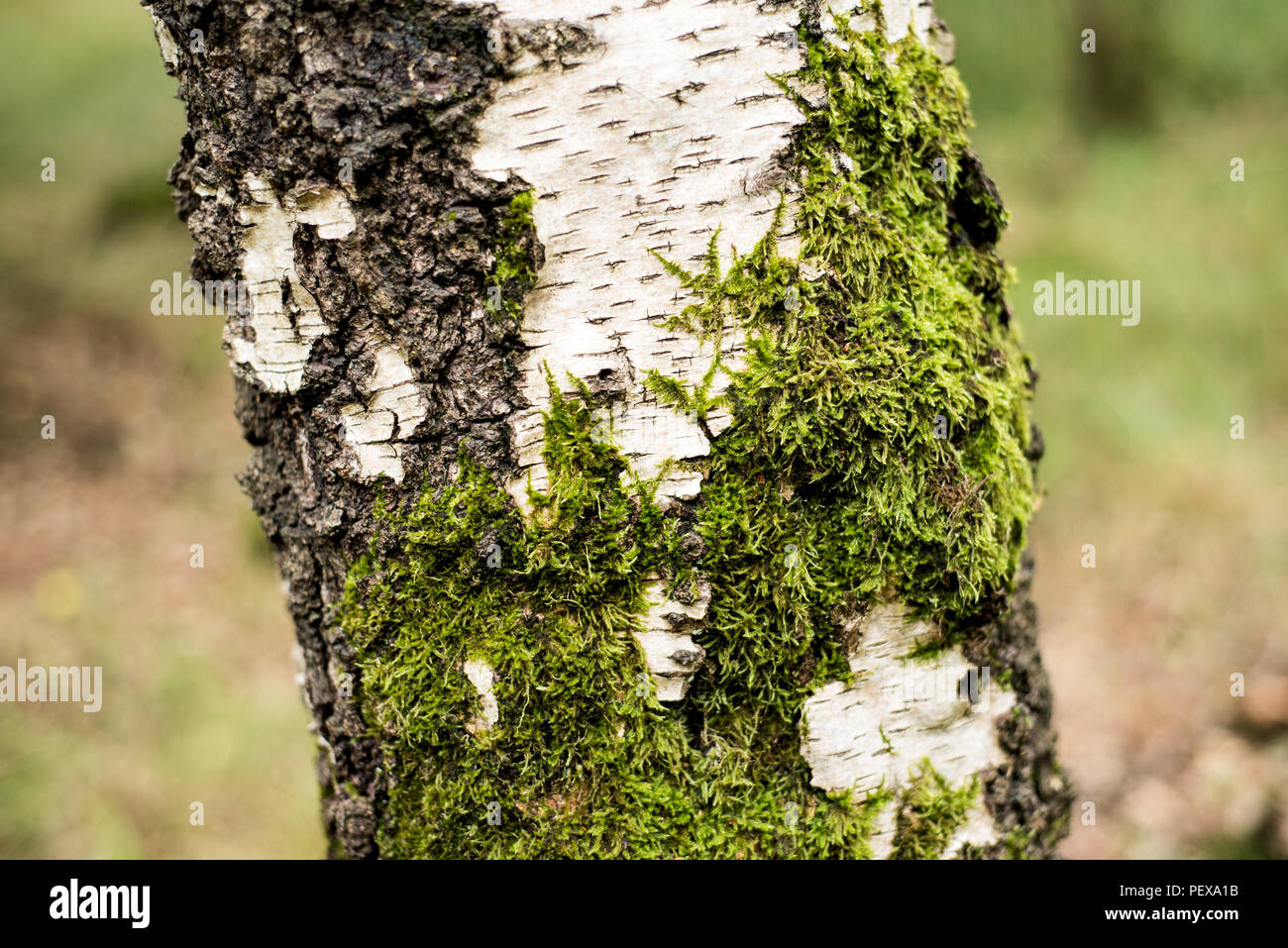 Textured silver birch tree trunk, Woodland, UK Stock Photo - Alamy