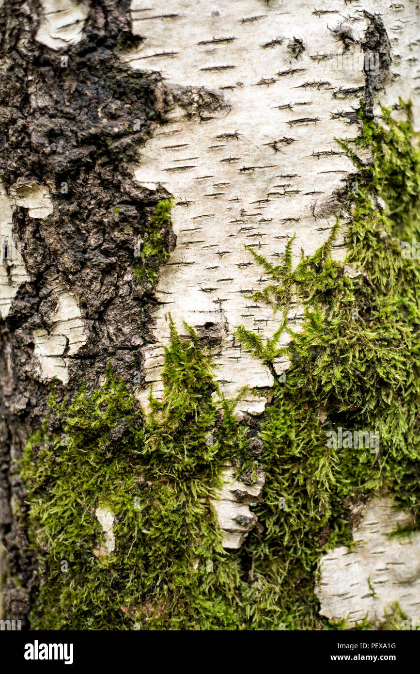 Cotswolds silver birch hi-res stock photography and images - Alamy