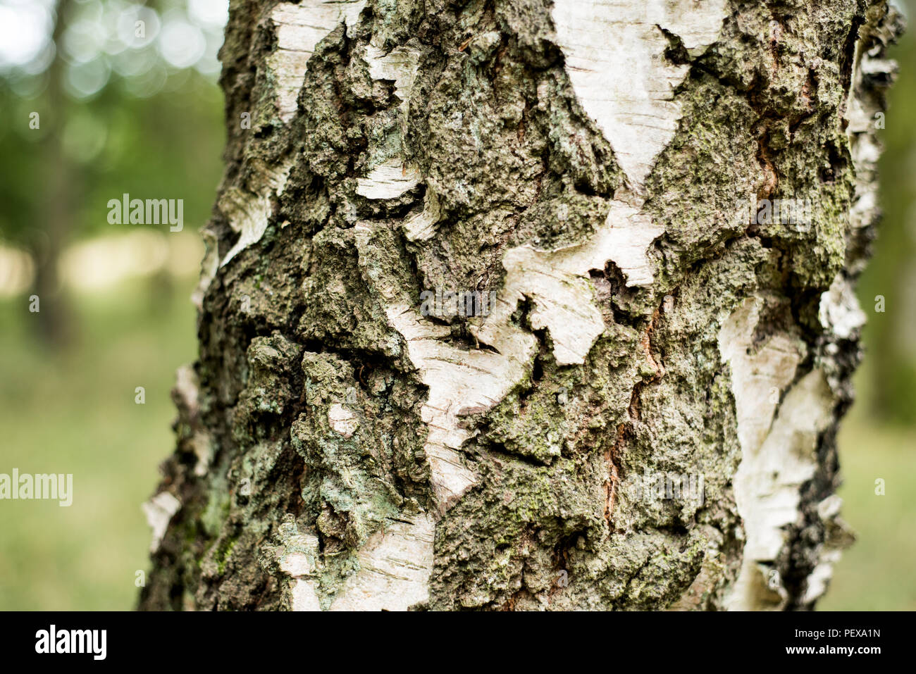 Cotswolds silver birch hi-res stock photography and images - Alamy