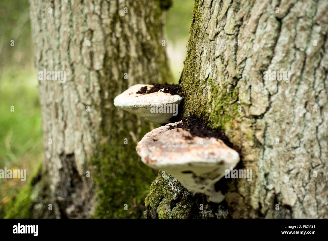 Sap fungus hi-res stock photography and images - Alamy