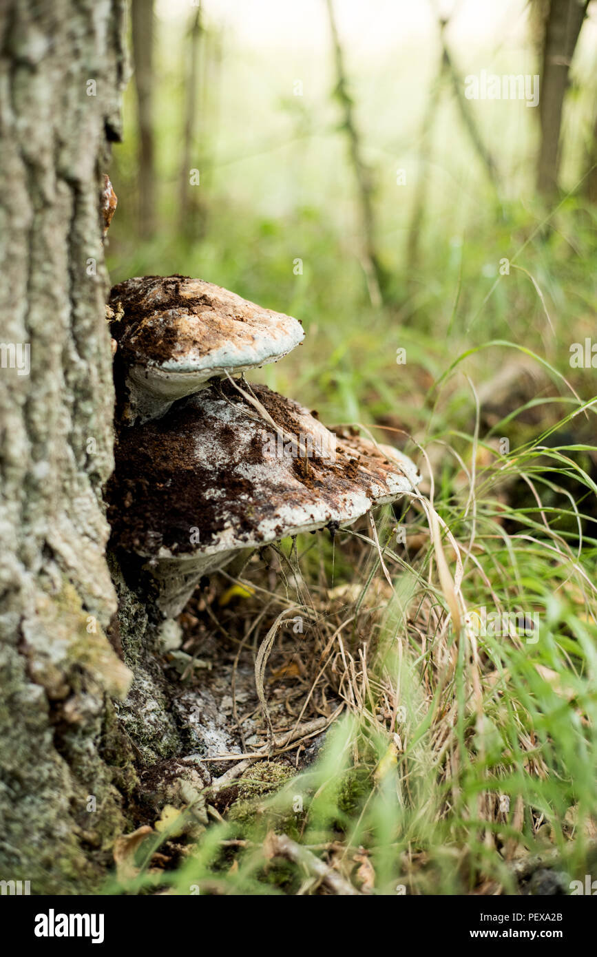 Natural Fungus, Woodland, UK Stock Photo - Alamy
