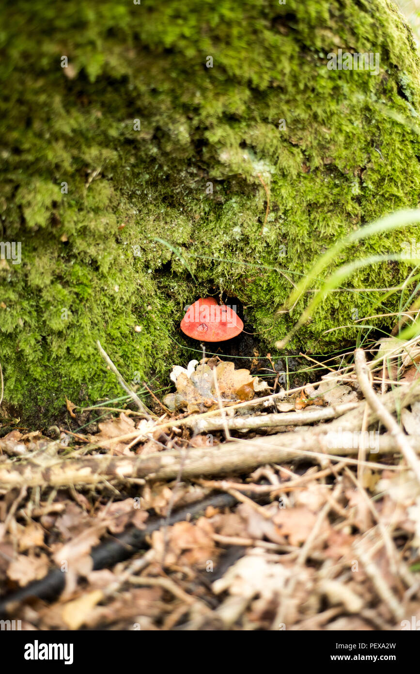 Natural red Fungus, Woodland, UK Stock Photo - Alamy
