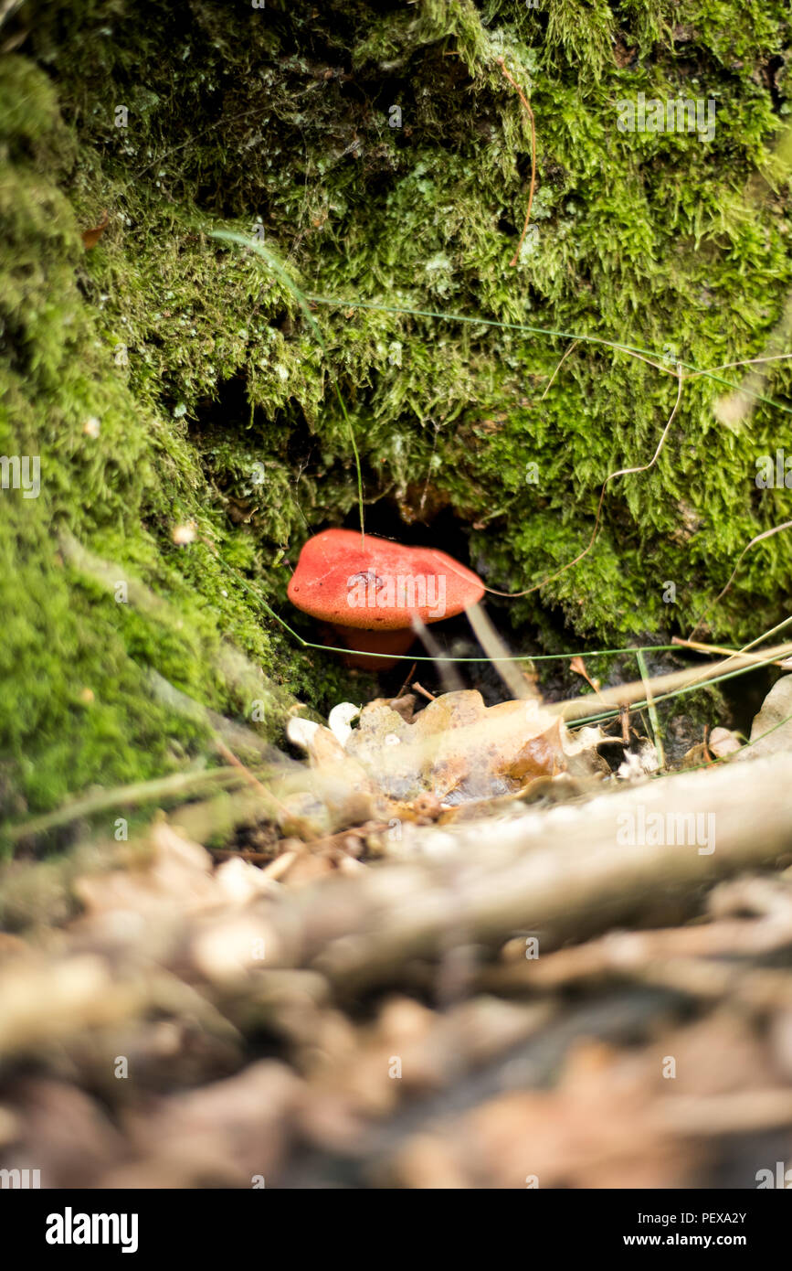 Natural red Fungus, Woodland, UK Stock Photo - Alamy