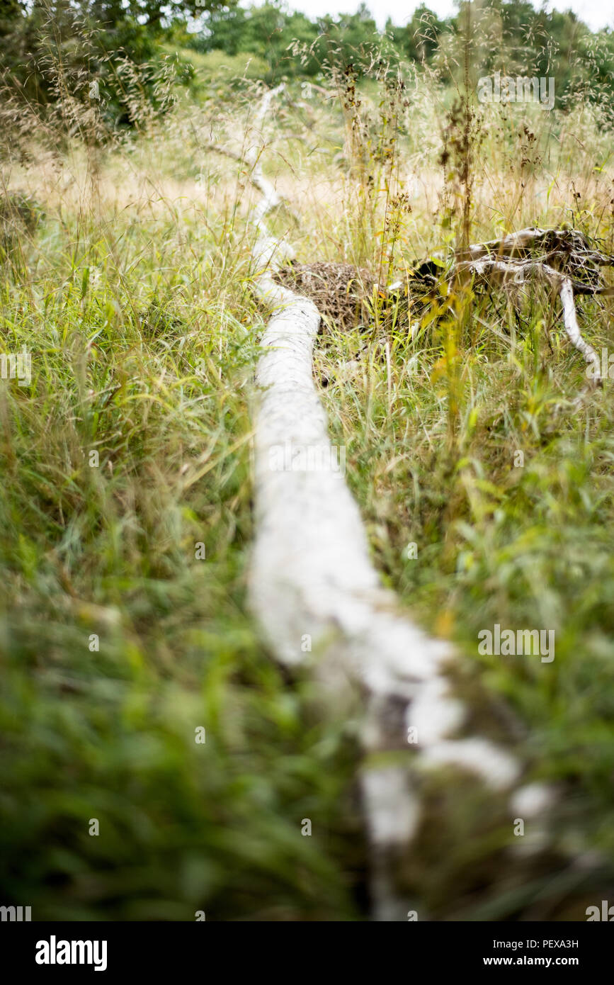 Fallen tree trunk, Woodland, UK Stock Photo - Alamy