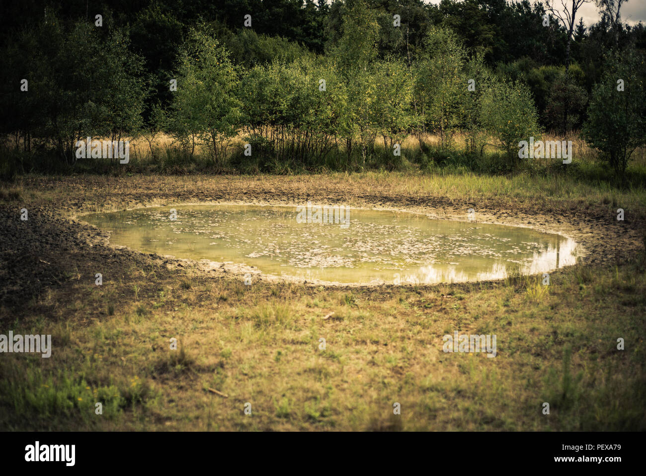 Woodland around a pond hi-res stock photography and images - Alamy