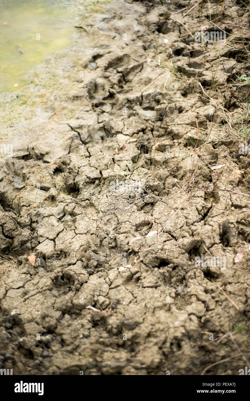 Uk animal tracks forest hi-res stock photography and images - Alamy