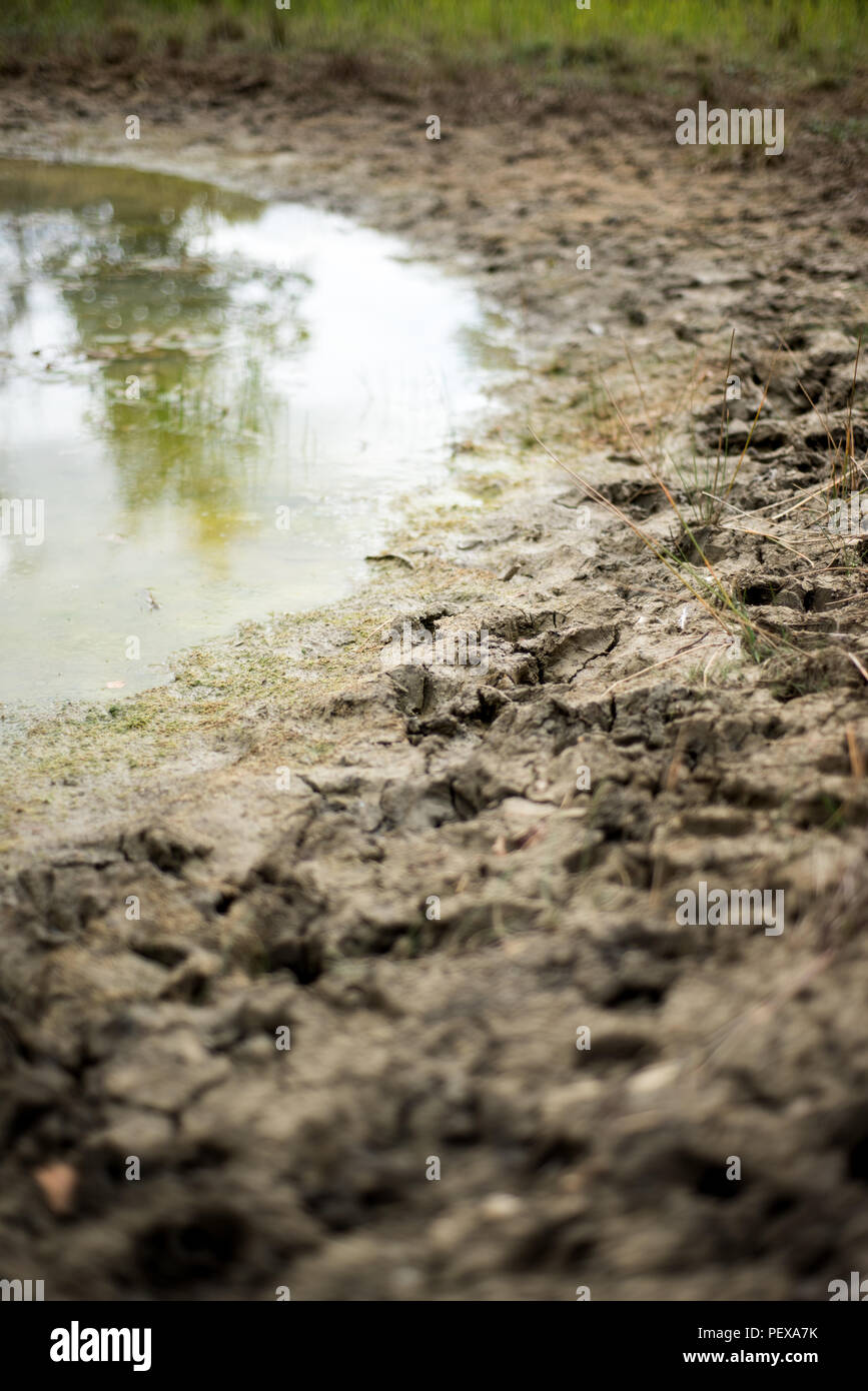 Uk animal tracks forest hi-res stock photography and images - Alamy