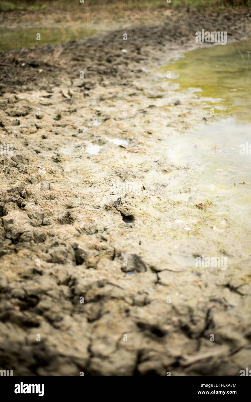 Uk animal tracks forest hi-res stock photography and images - Alamy