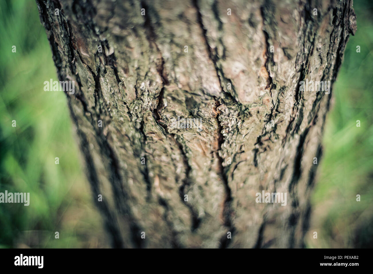 Textured tree bark, Woodland, UK Stock Photo - Alamy