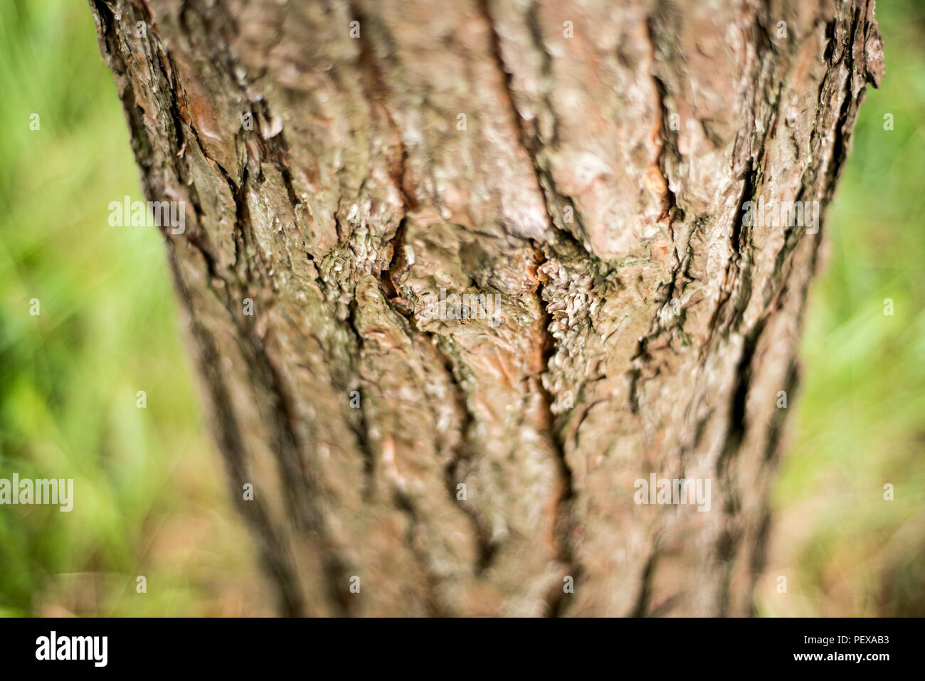 Textured tree bark, Woodland, UK Stock Photo - Alamy