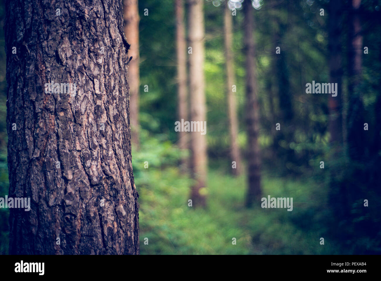 Textured tree bark, Woodland, UK Stock Photo - Alamy