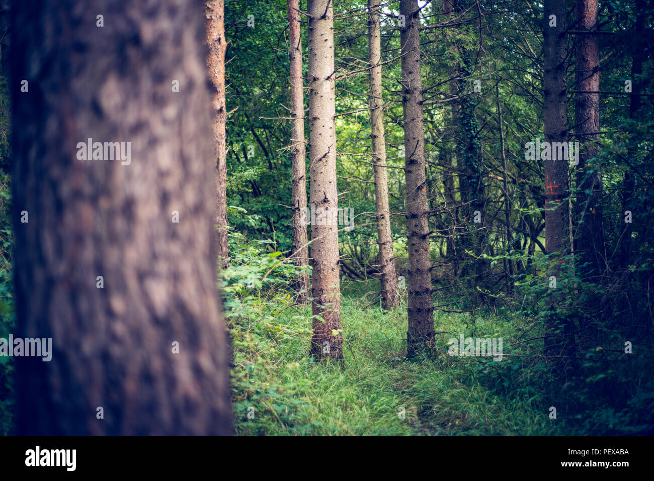 Textured tree bark, Woodland, UK Stock Photo - Alamy