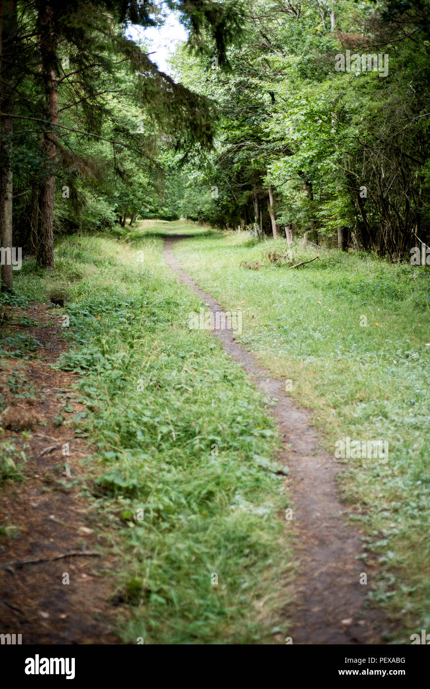 Woodland Footpath, UK Stock Photo - Alamy