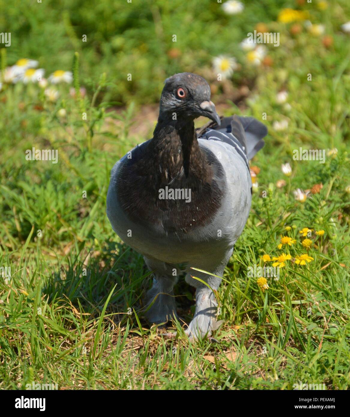 Rainbow pigeon hi-res stock photography and images - Alamy