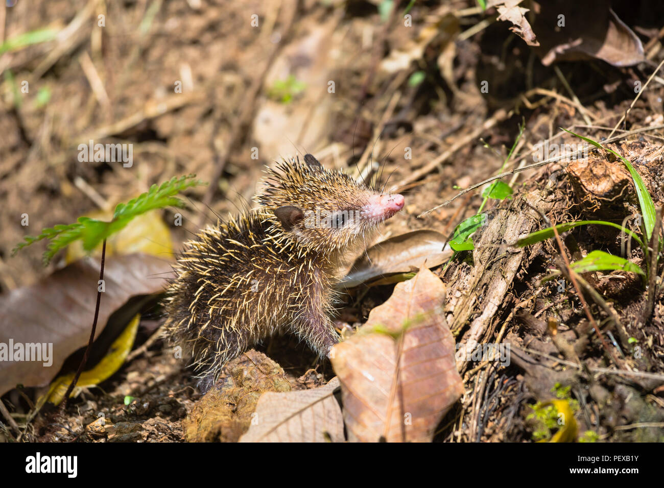 Tenrec hi-res stock photography and images - Alamy