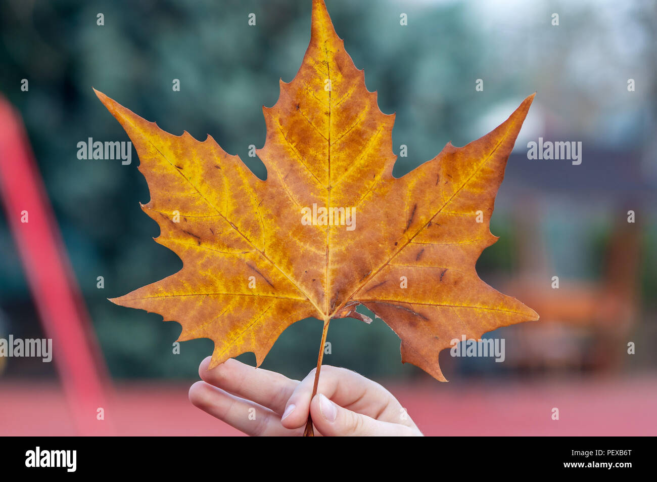 Hand holding a leaf. Spring scene Stock Photo - Alamy