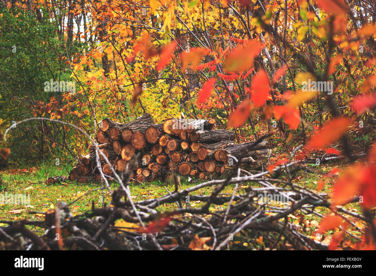 Pile of wood in autumn forest landscape. Heap of cut and stacked woods ...