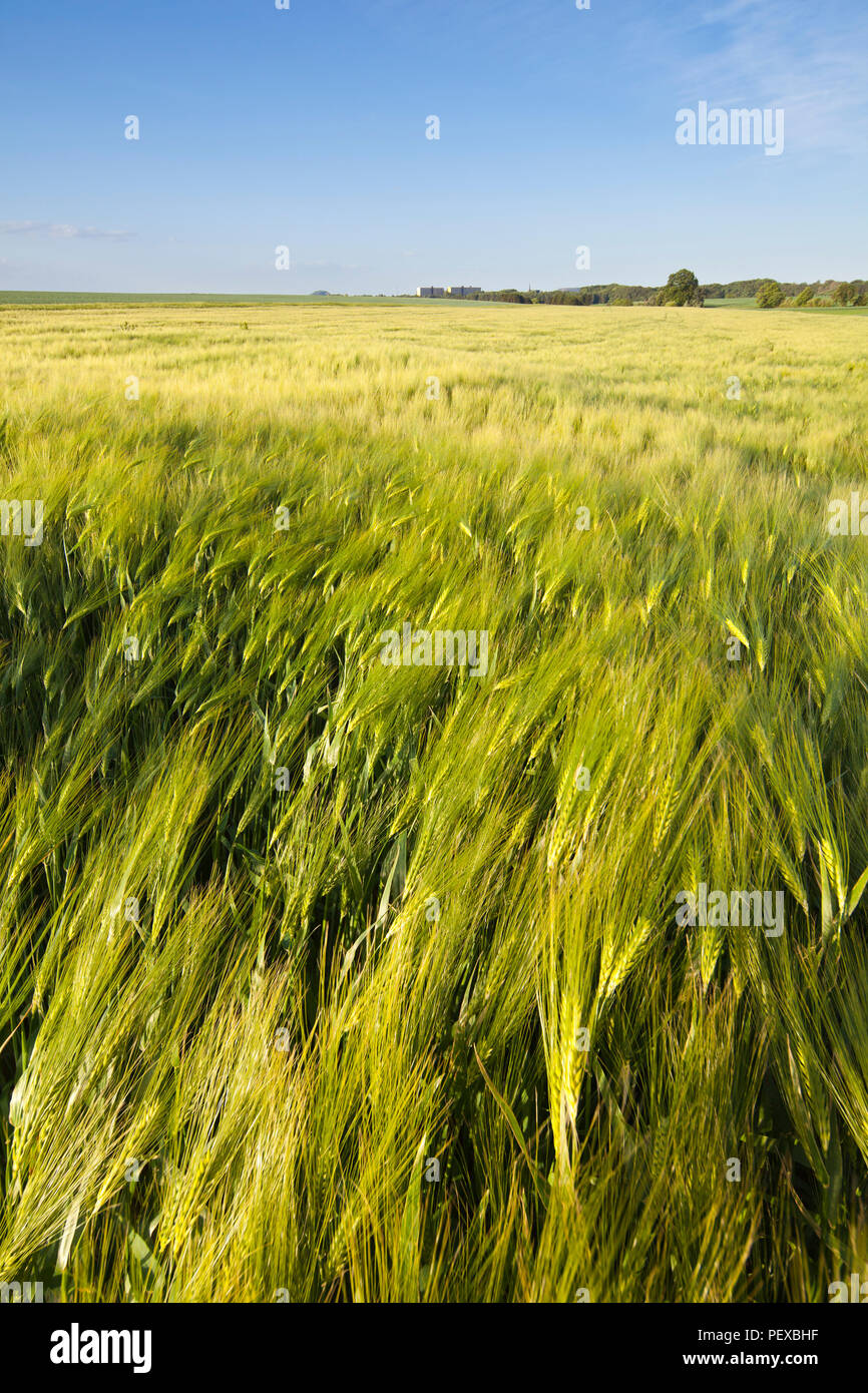 A rye field in spring under a blue sky Stock Photo - Alamy
