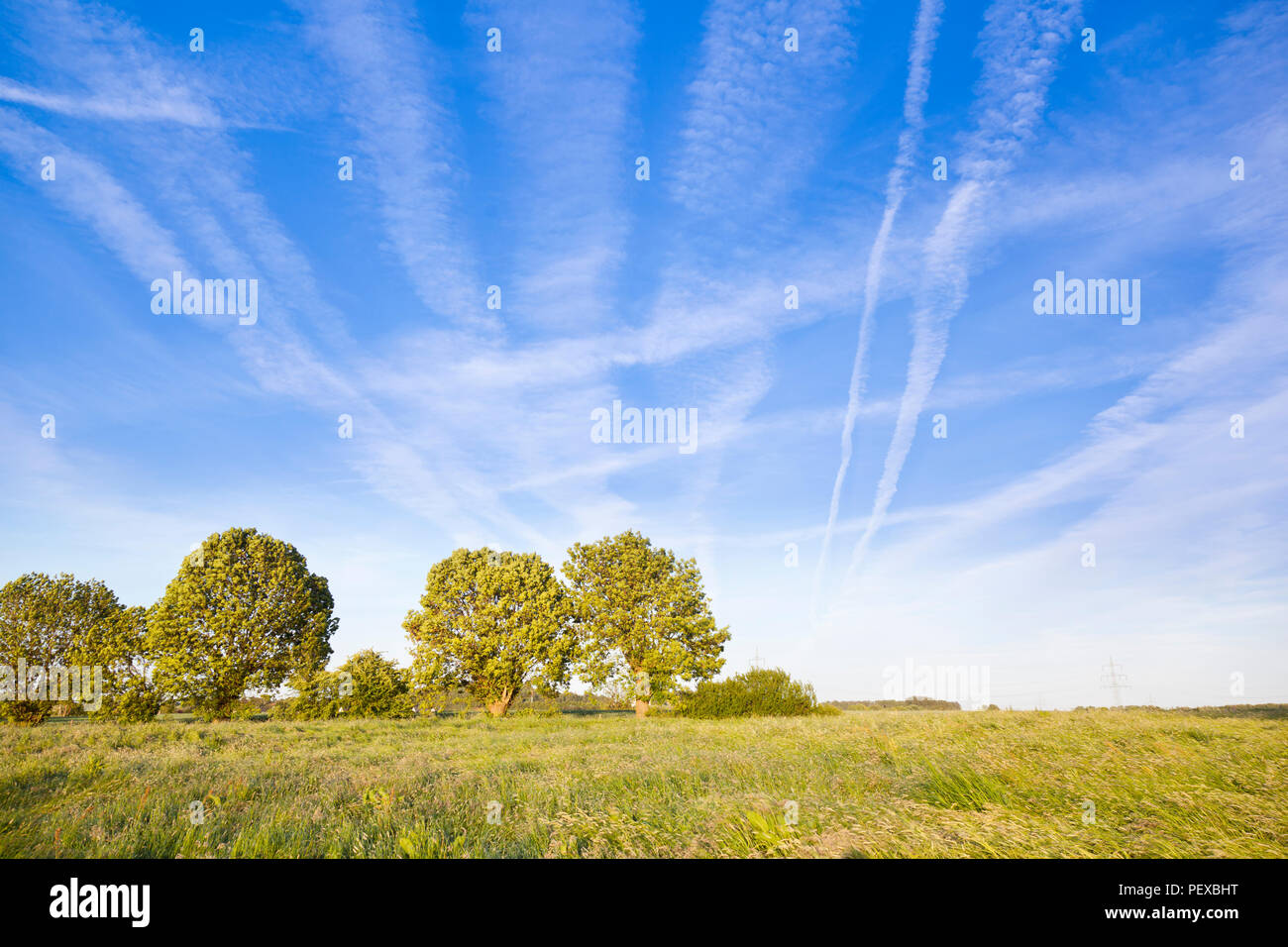 A rye field in spring with trees and wide blue sky as background Stock ...