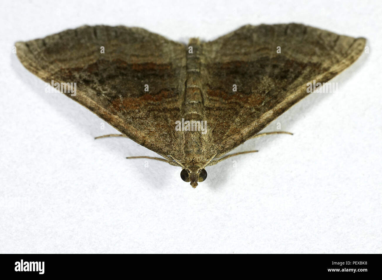 Macro photos of the Shaded broad-bar moth in a studio setup Stock Photo ...