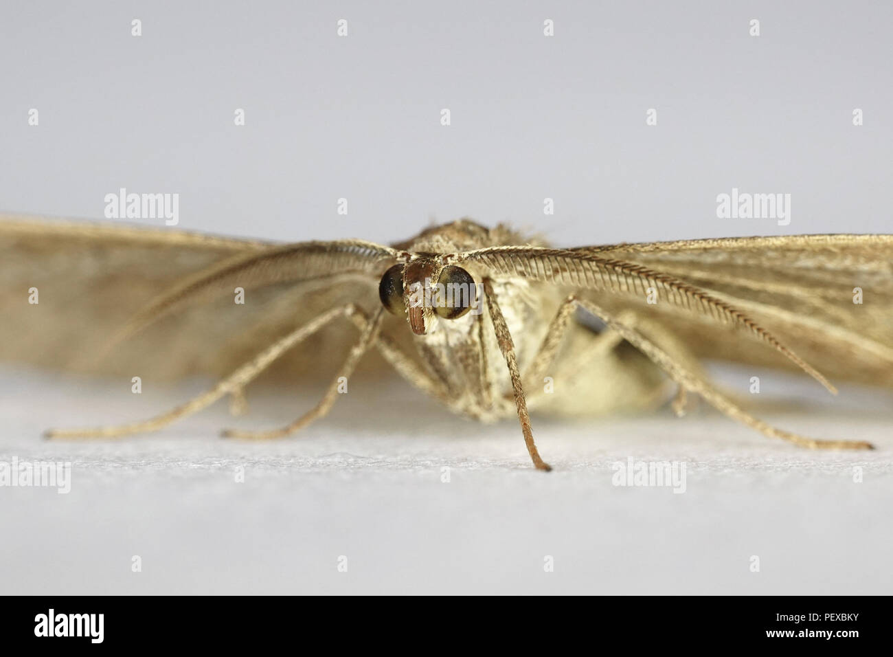 Macro photos of the Shaded broad-bar moth in a studio setup Stock Photo ...