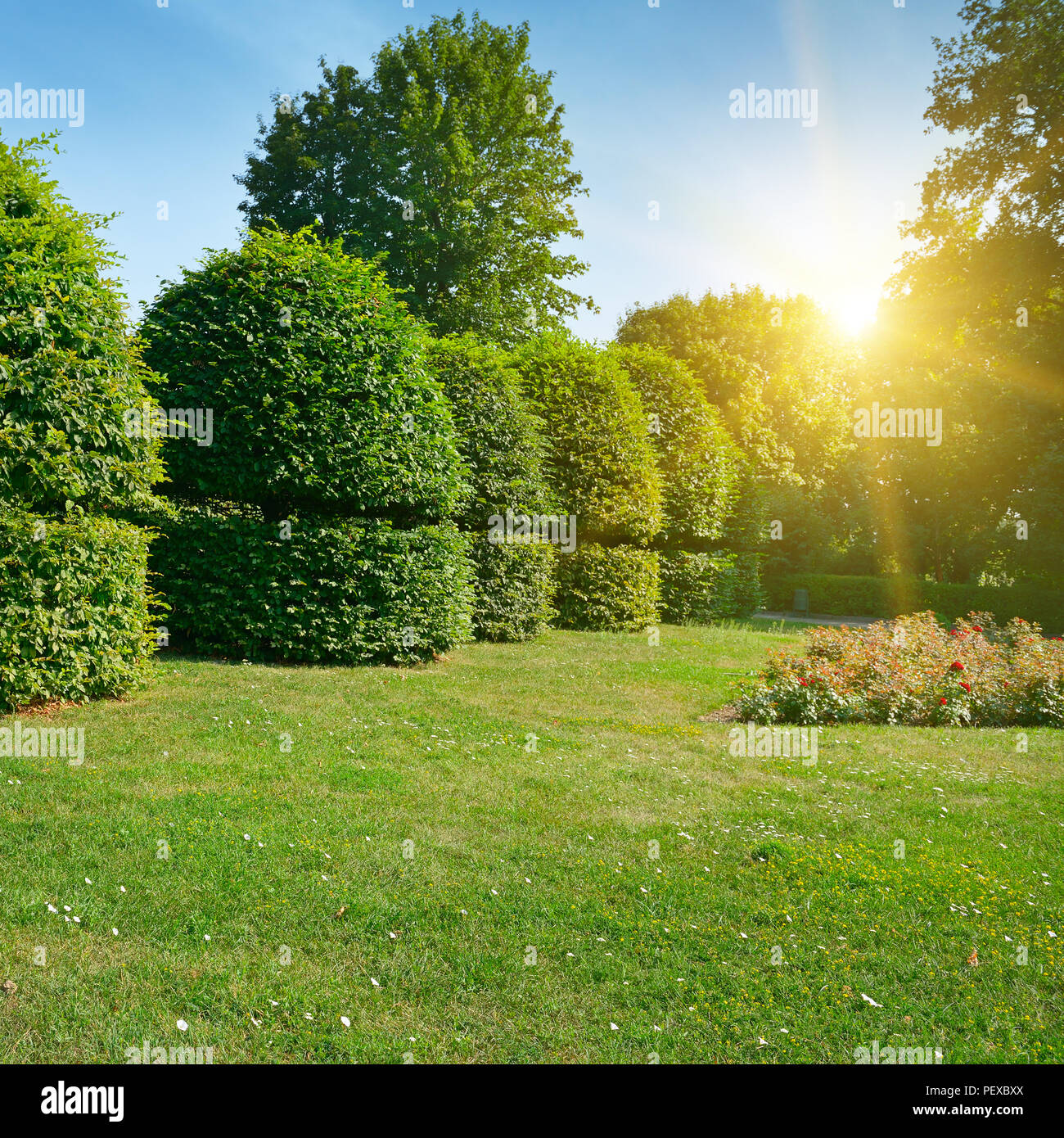Hedges and ornamental shrub in a summer park. Bright Sunrise in the ...