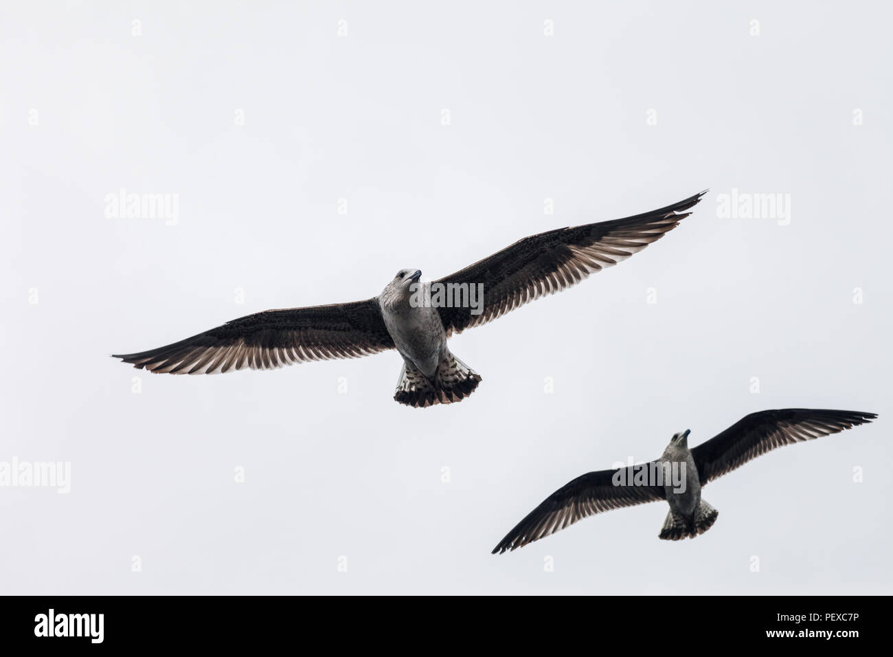 Two seagulls flying in sky. Nature background Stock Photo - Alamy
