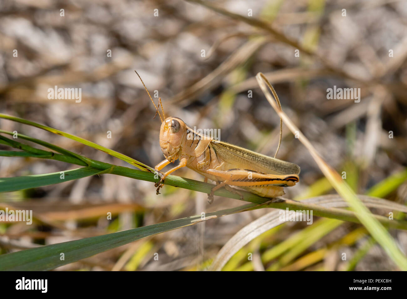Macro of Two-striped Grasshopper (Melanoplus bivittatus) On Stalk of ...
