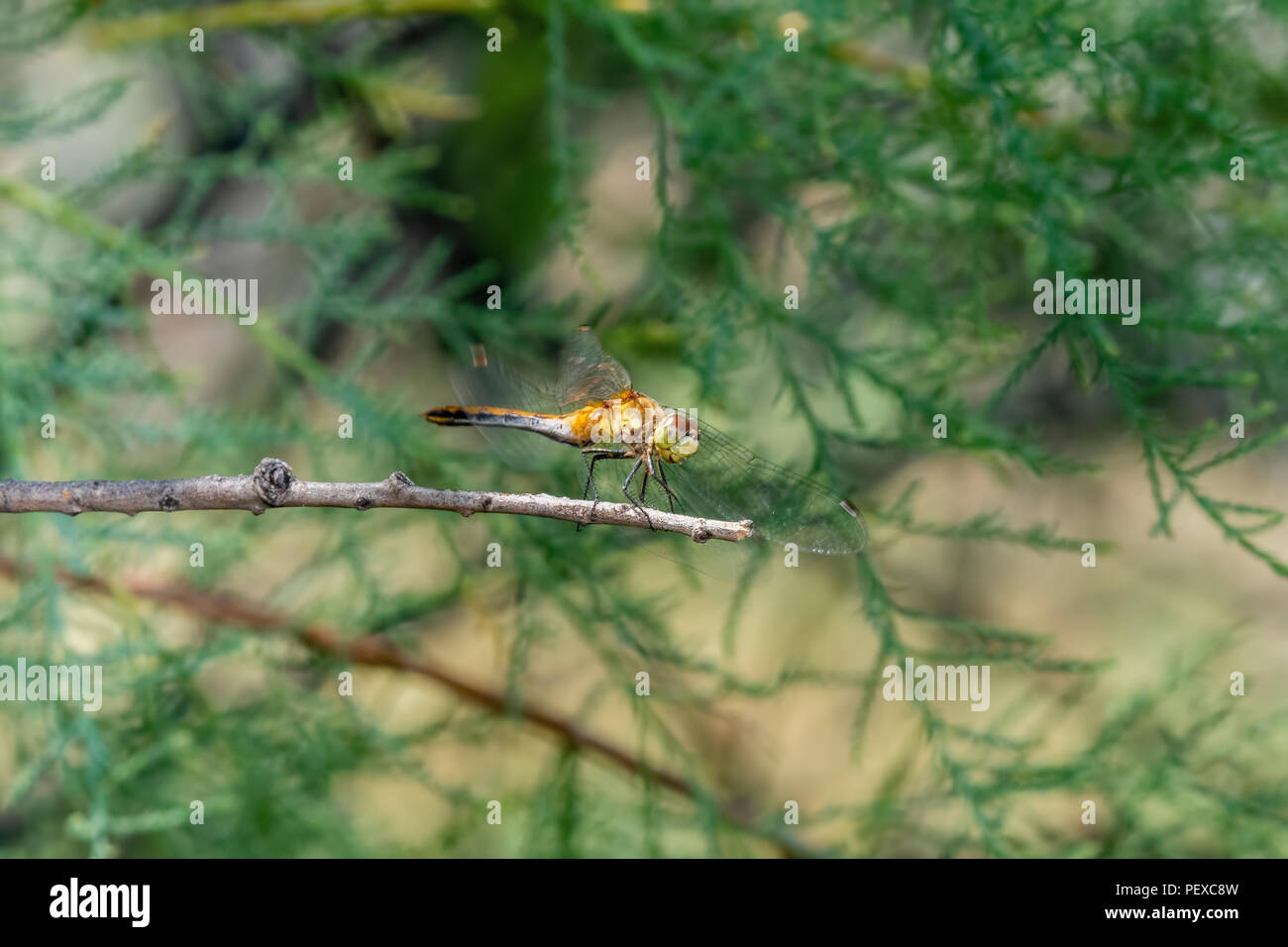 Western Meadowhawk High Resolution Stock Photography and Images - Alamy