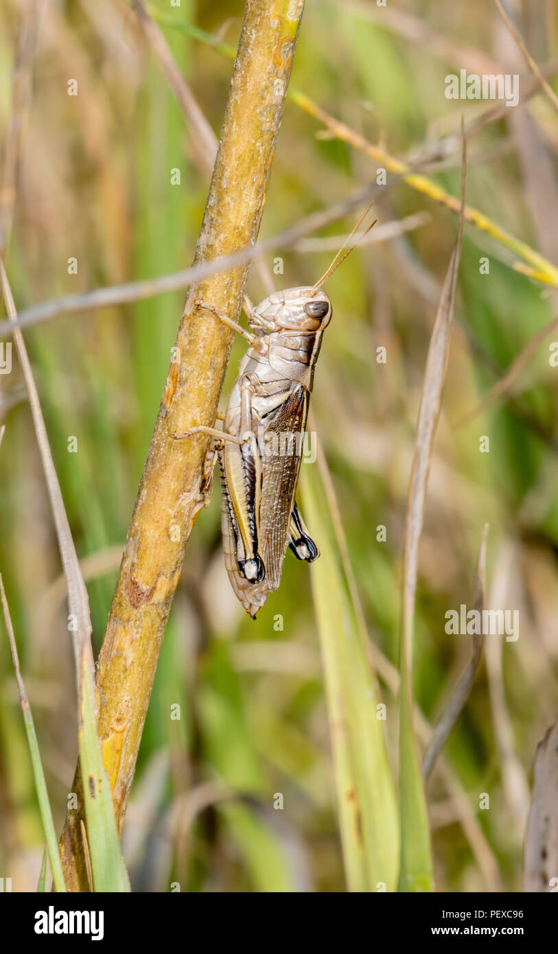 Macro of Two-striped Grasshopper (Melanoplus bivittatus) On Stalk of ...