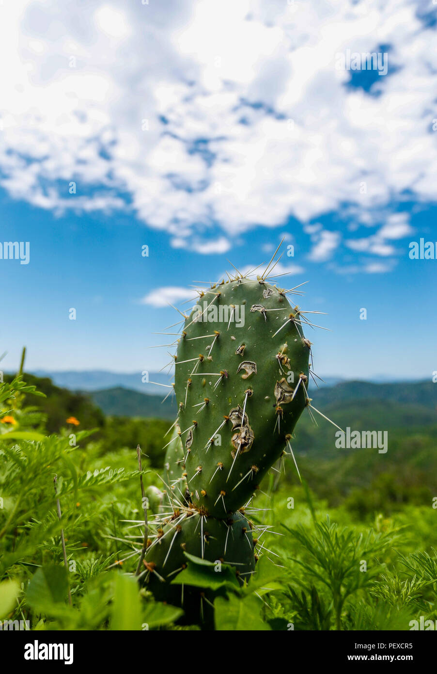 Penca nopal or cactus. Panoramic view of the Sierra Madre and the ...