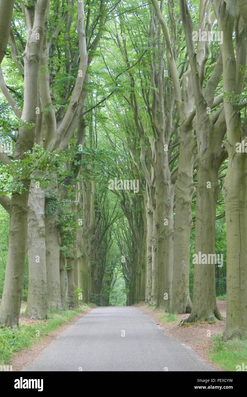 Sycamore tree canopy hi-res stock photography and images - Alamy