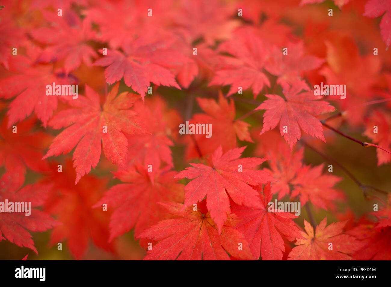 Red maple leaves border at autumn forest, blurred background. Season ...