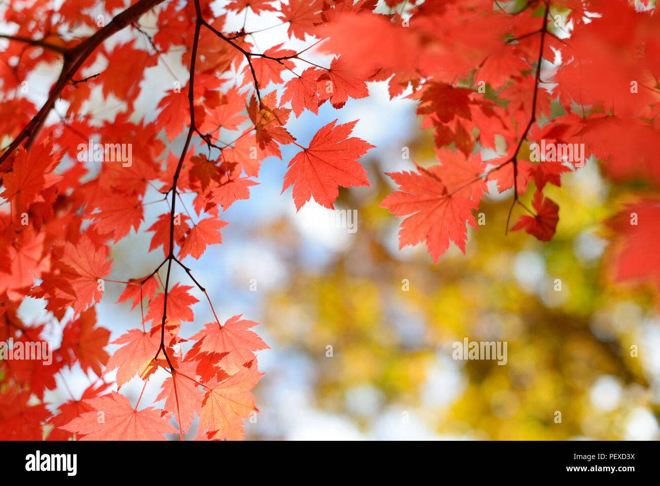Red maple leaves border at autumn forest, blurred background. Season ...