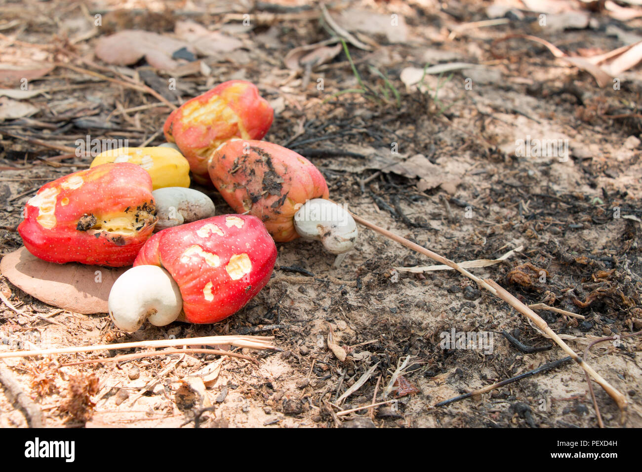 Red and yellow Cashew fruit (Anacardium occidentale) harvest and ...