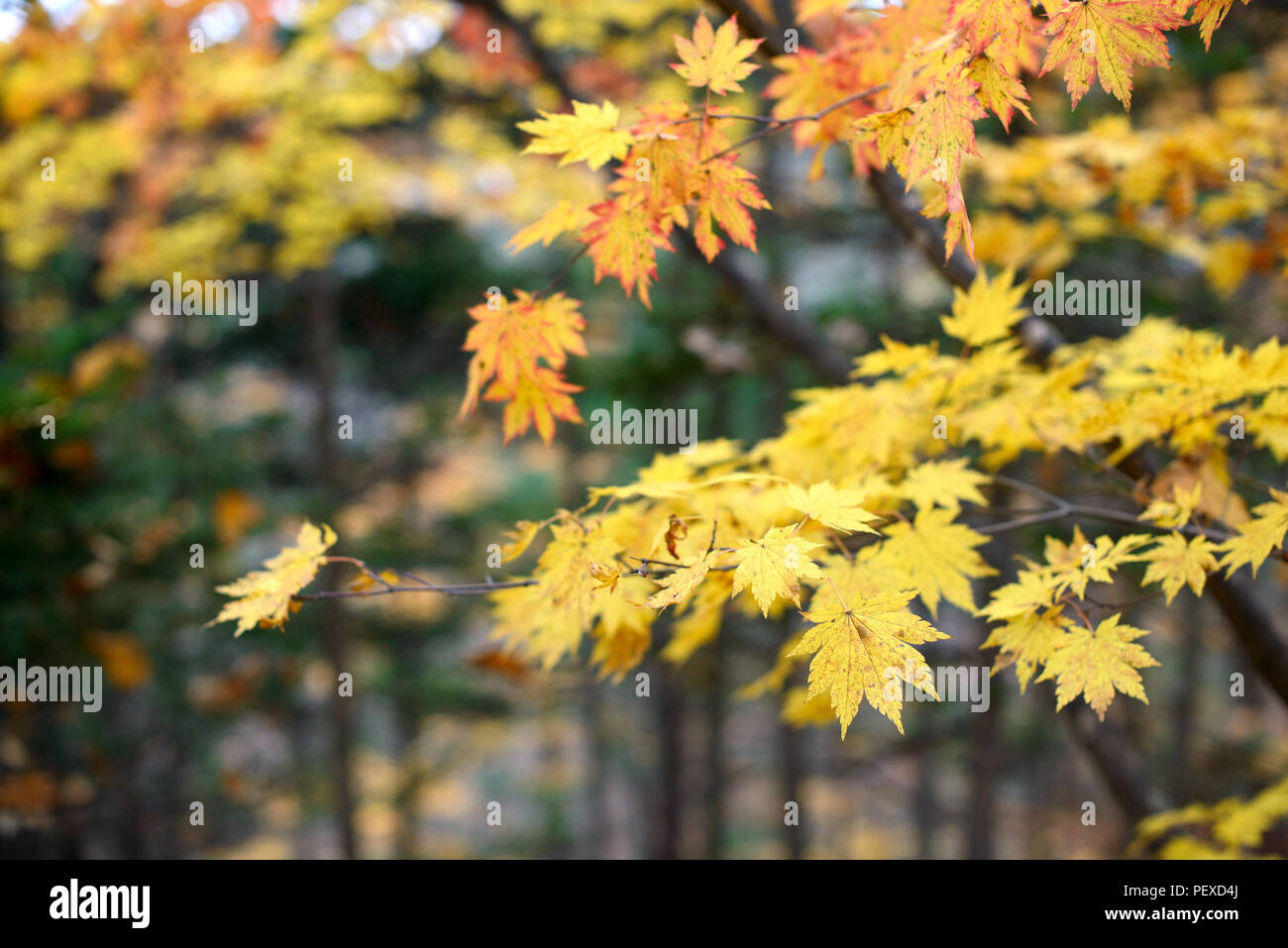 Yellow maple leaves border at autumn forest, blurred background. Season ...