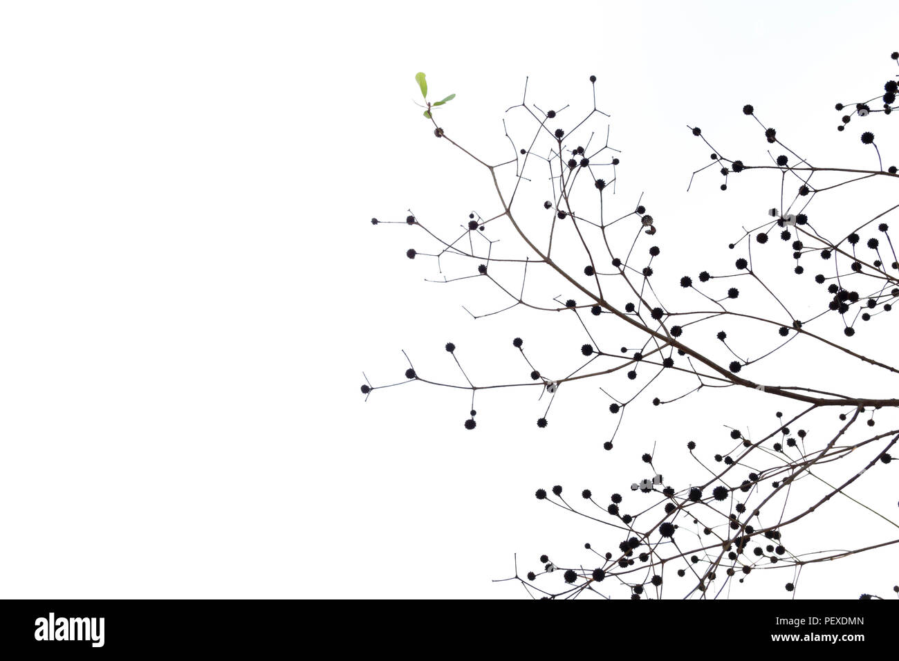 fruit tree isolated on over white background Stock Photo - Alamy