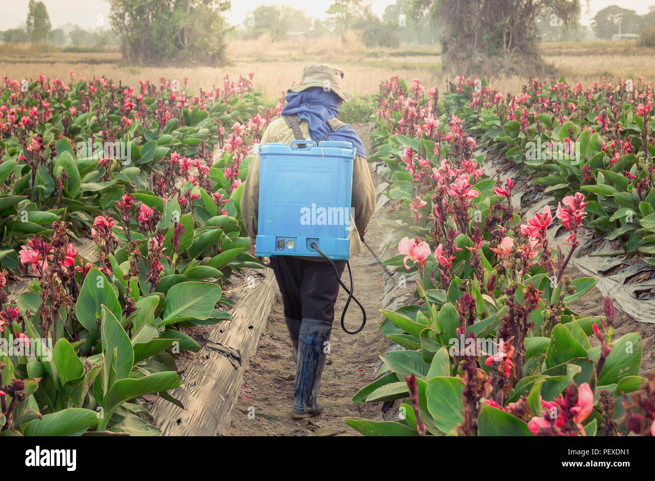 planter spraying pesticide in partition Canna at sunset Stock Photo - Alamy