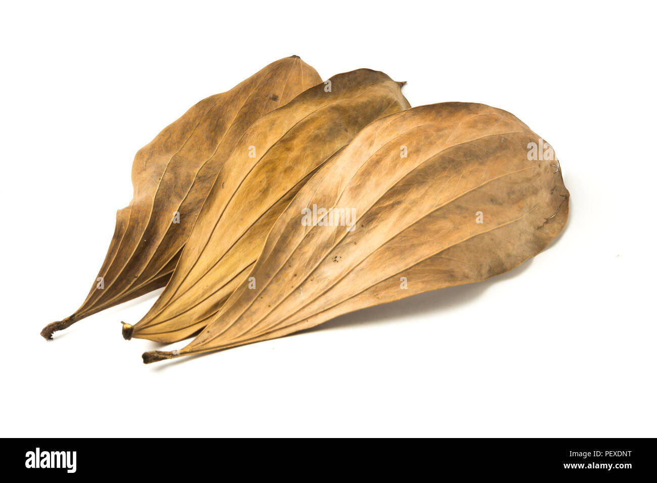 Dry leaves isolated on a white background Stock Photo - Alamy